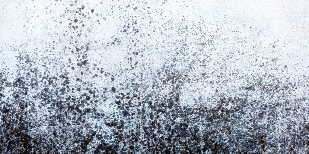 Mold-Infested Jails Sicken Prisoners – The Intercept