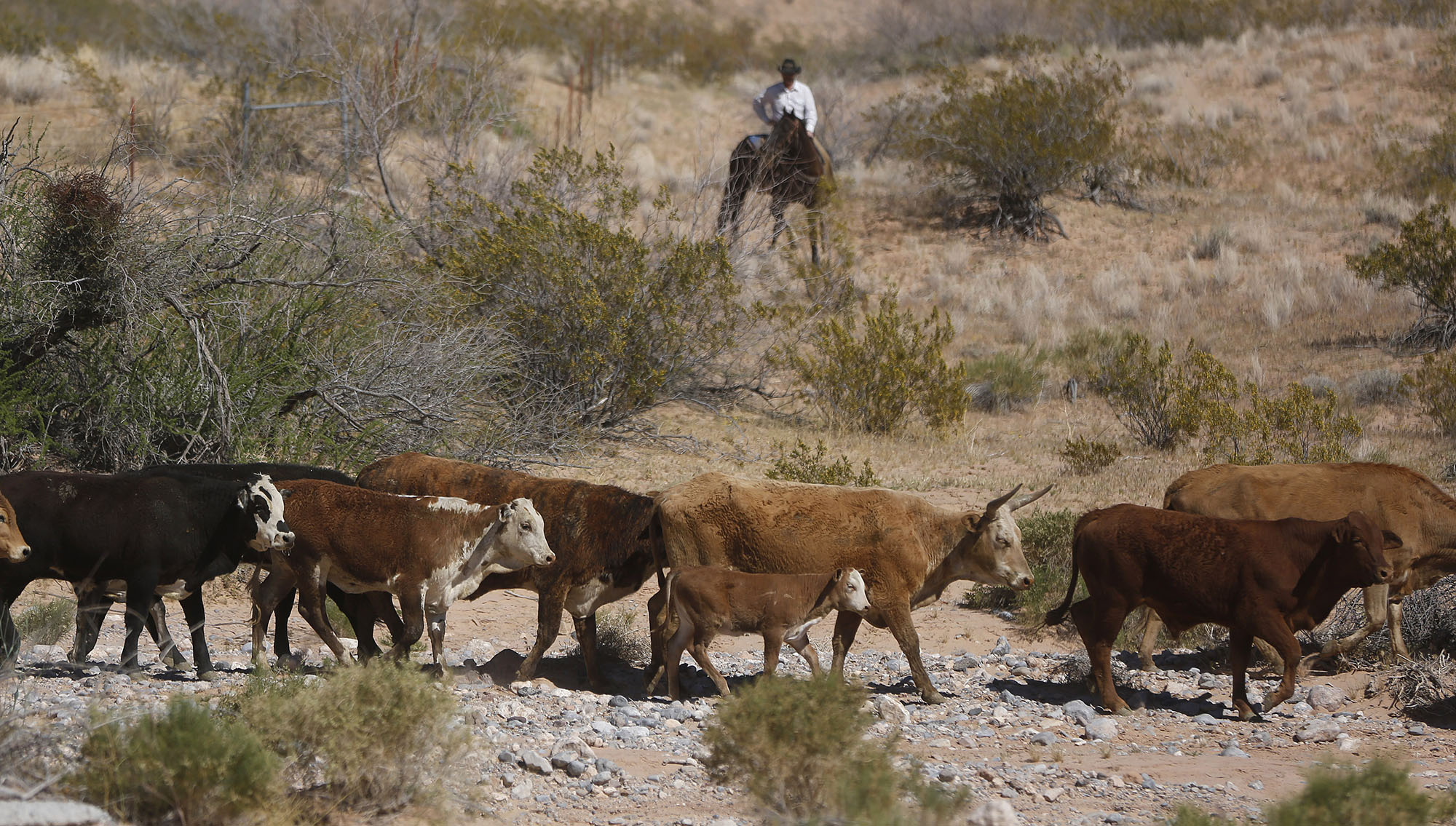 The Bizarre Story Behind the FBI's Fake Documentary About the Bundy ...