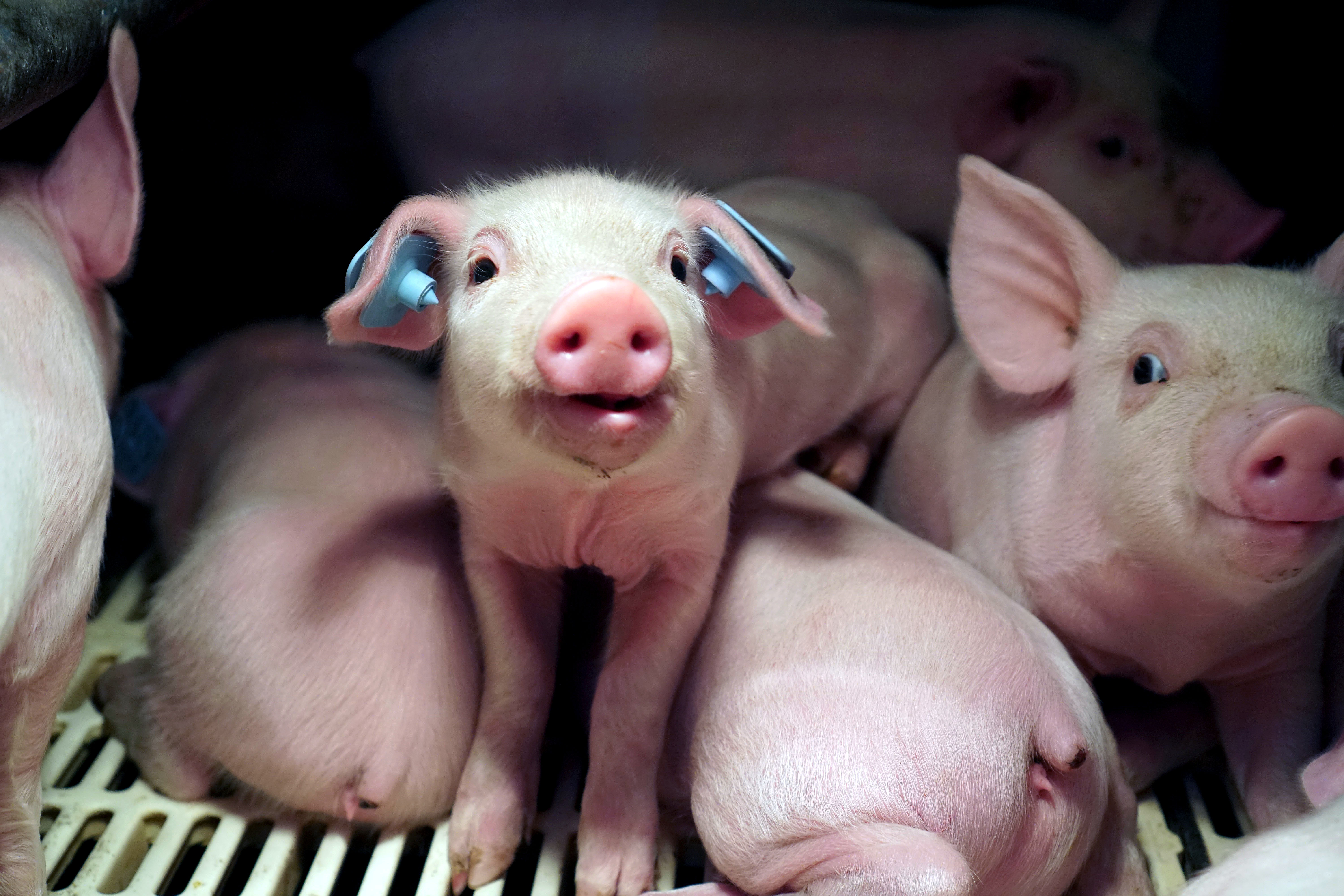 FBI Hunt for Missing Piglets Is About Protecting Factory Farms
