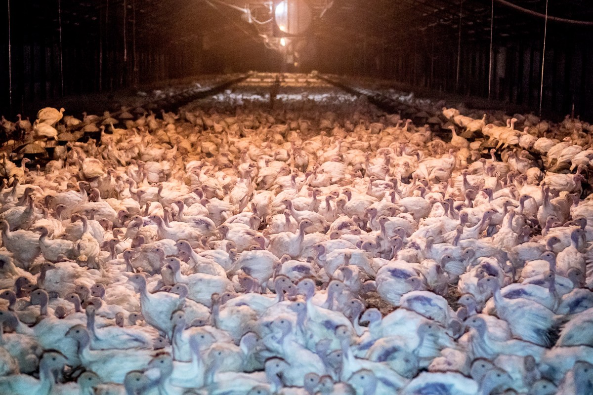 Six Animal Rights Activists Charged With Felonies for Investigation and ...