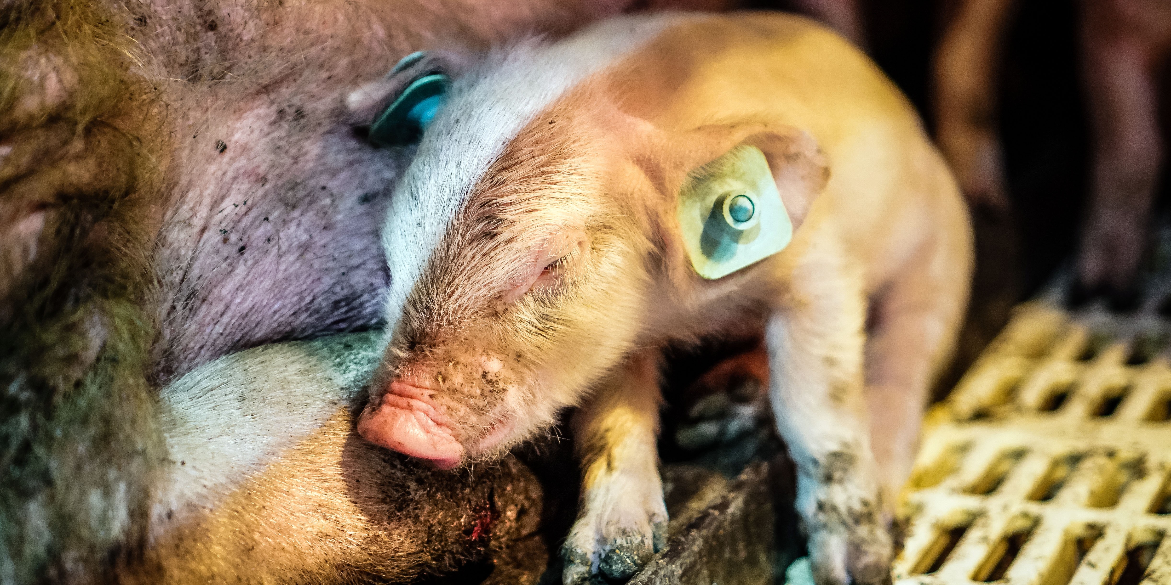 Animal Rights Activists Face Multiple Felony Charges, Brought by ...