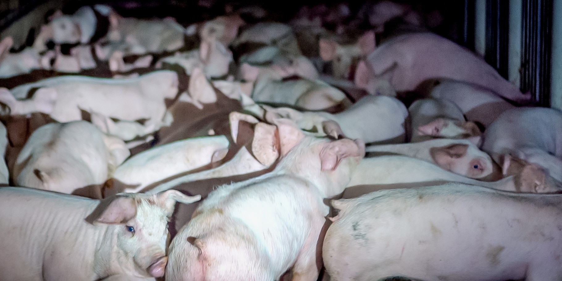 Iowa Passes Third Ag-Gag Bill Targeting Animal Rights Activists