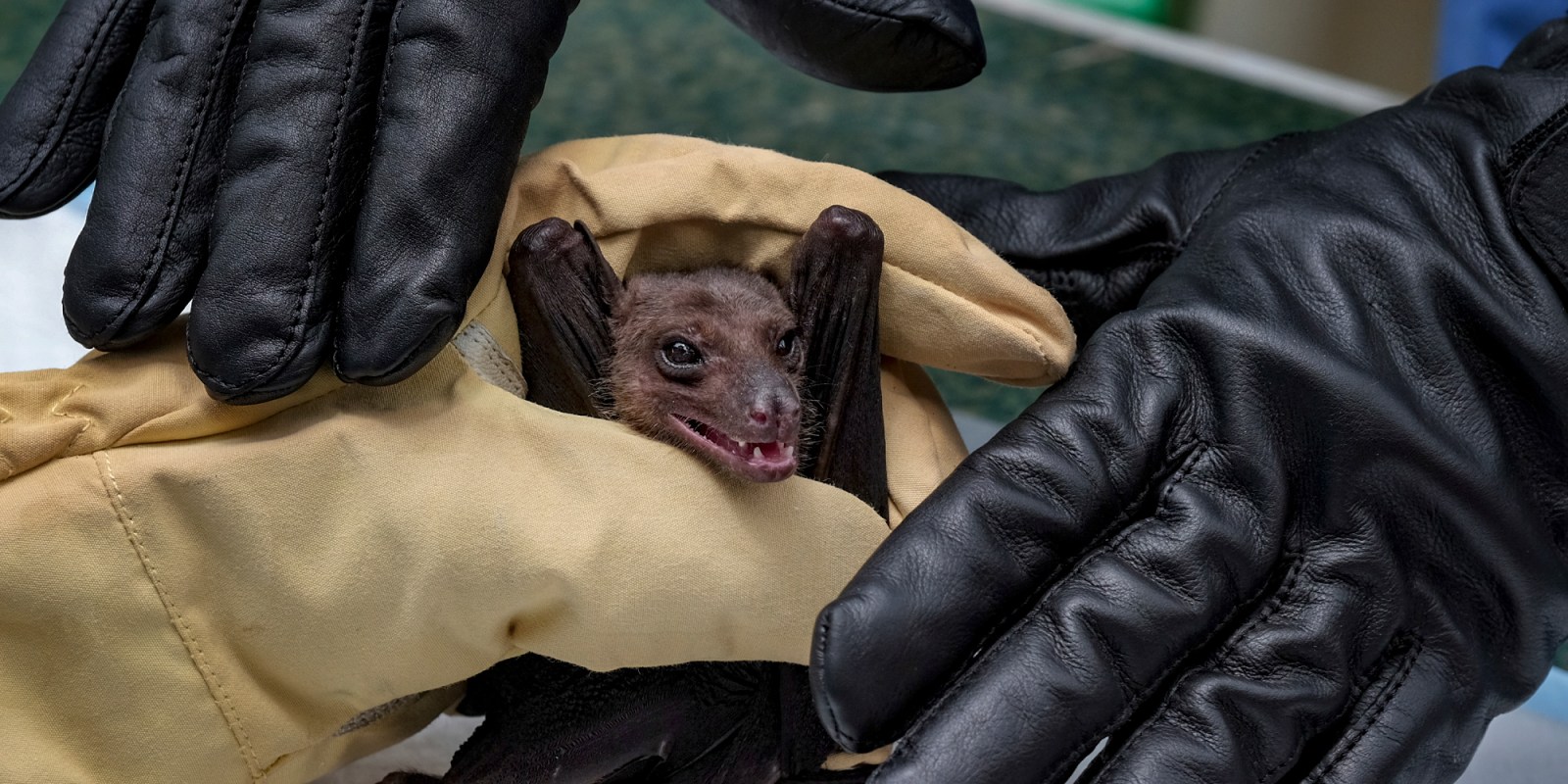 Infection of Wildlife Biologist Highlights Risk of Virus Hunting