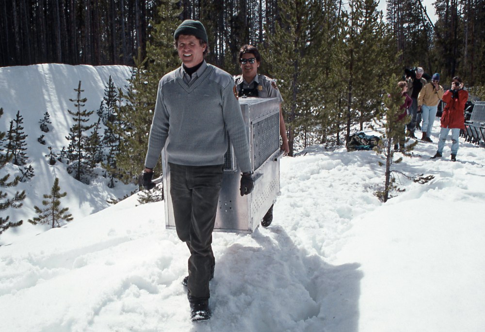 Was Yellowstone’s Deadliest Wolf Hunt in 100 Years an Inside Job?