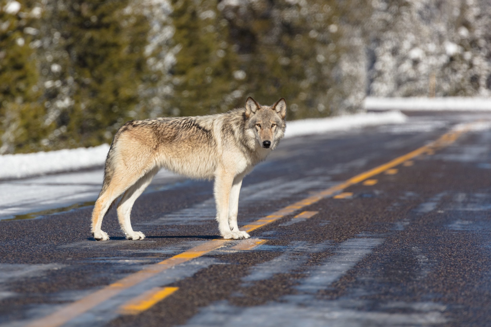 Was Yellowstone’s Deadliest Wolf Hunt in 100 Years an Inside Job?