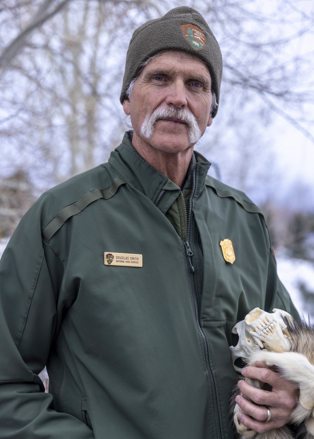 Was Yellowstone’s Deadliest Wolf Hunt in 100 Years an Inside Job?