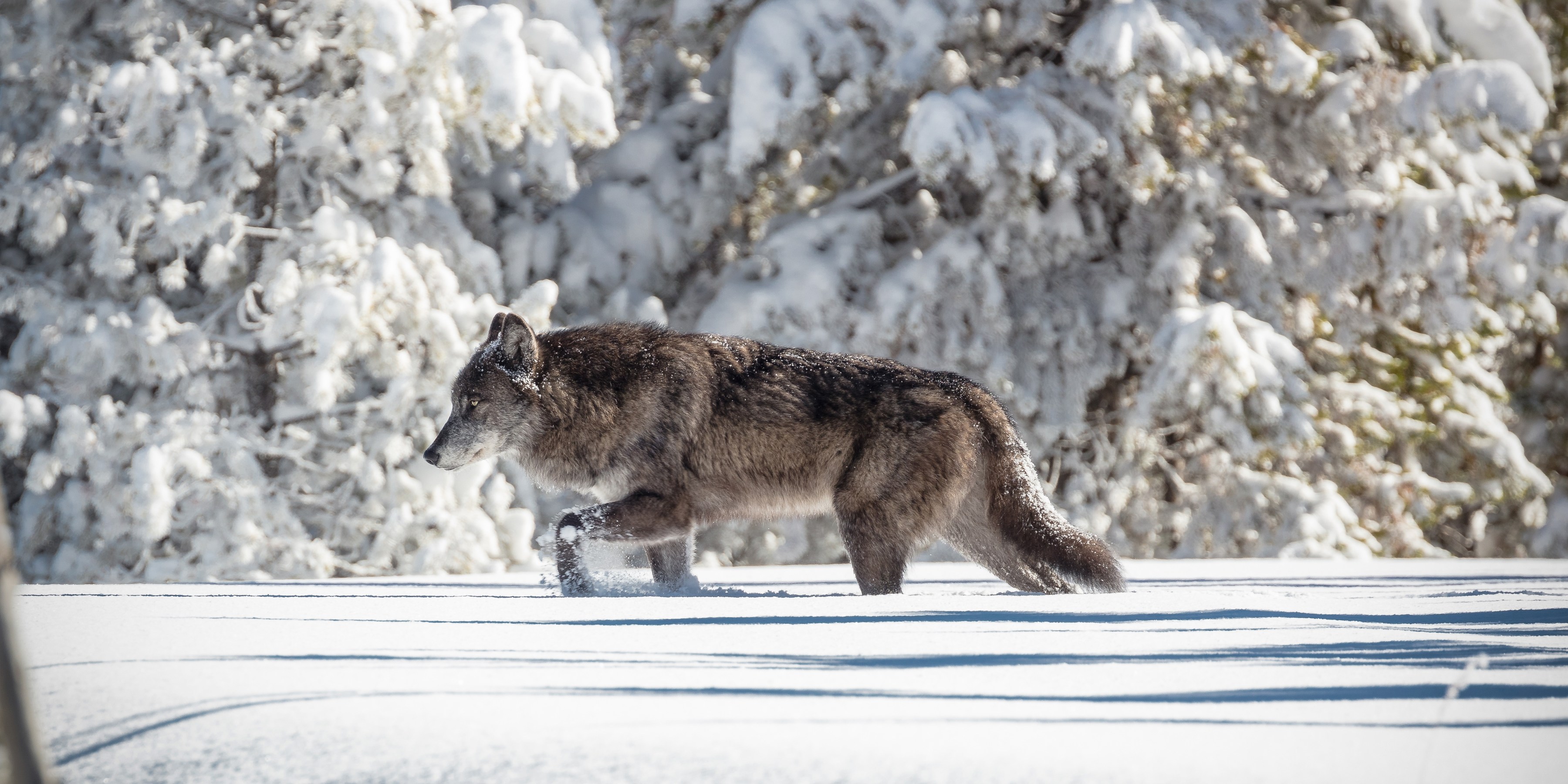 Montana Judge Won’t Halt Gov. Greg Gianforte’s Aggressive Wolf Hunt