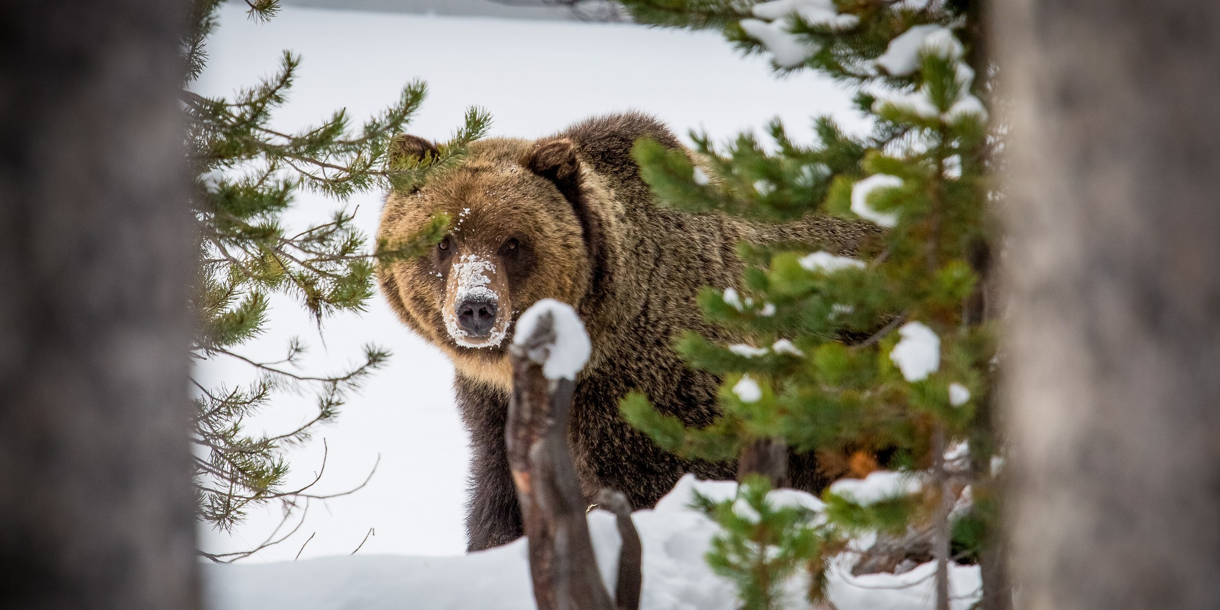 Anti-Bear “Hysteria” Turns Biologist Against Delisting Grizzlies
