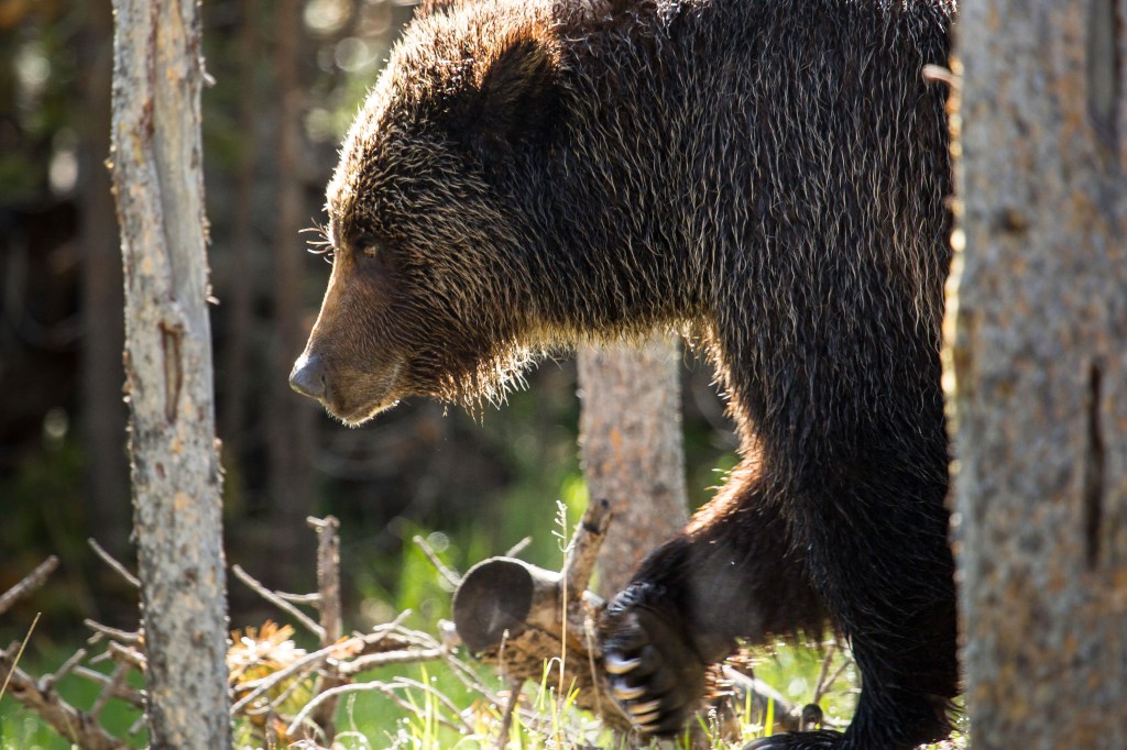 Anti-Bear “Hysteria” Turns Biologist Against Delisting Grizzlies