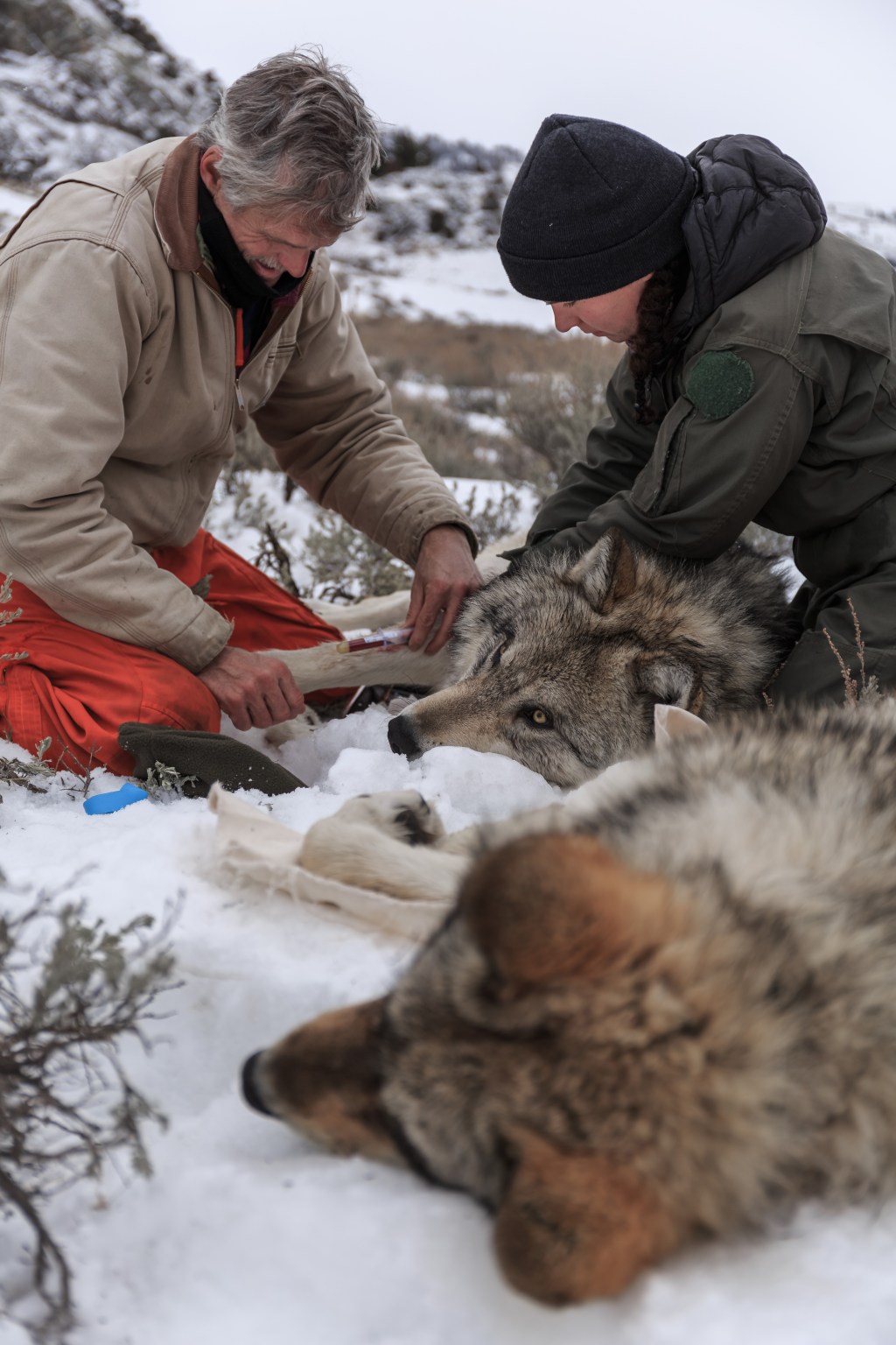 How to Save Yellowstone’s Wolves