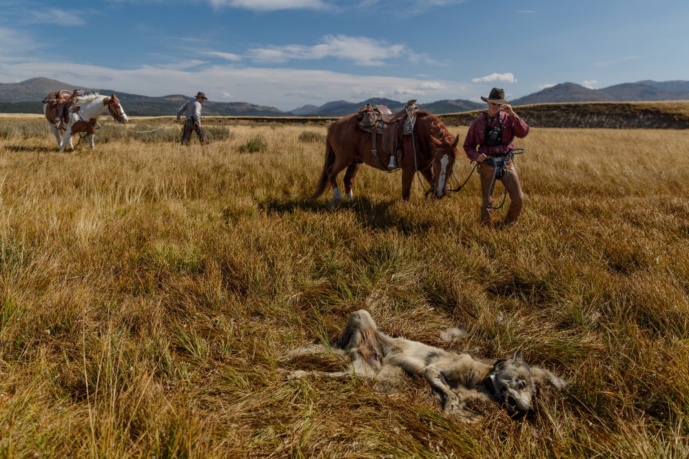 How to Save Yellowstone’s Wolves