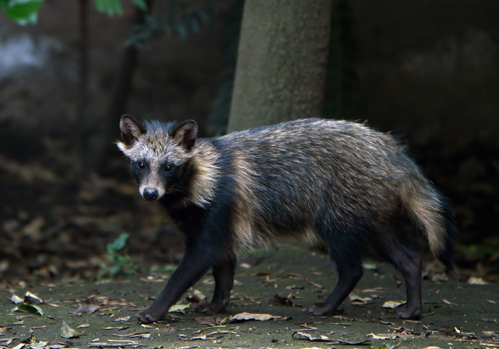 The Rise and Fall of the Raccoon Dog Theory of Covid-19