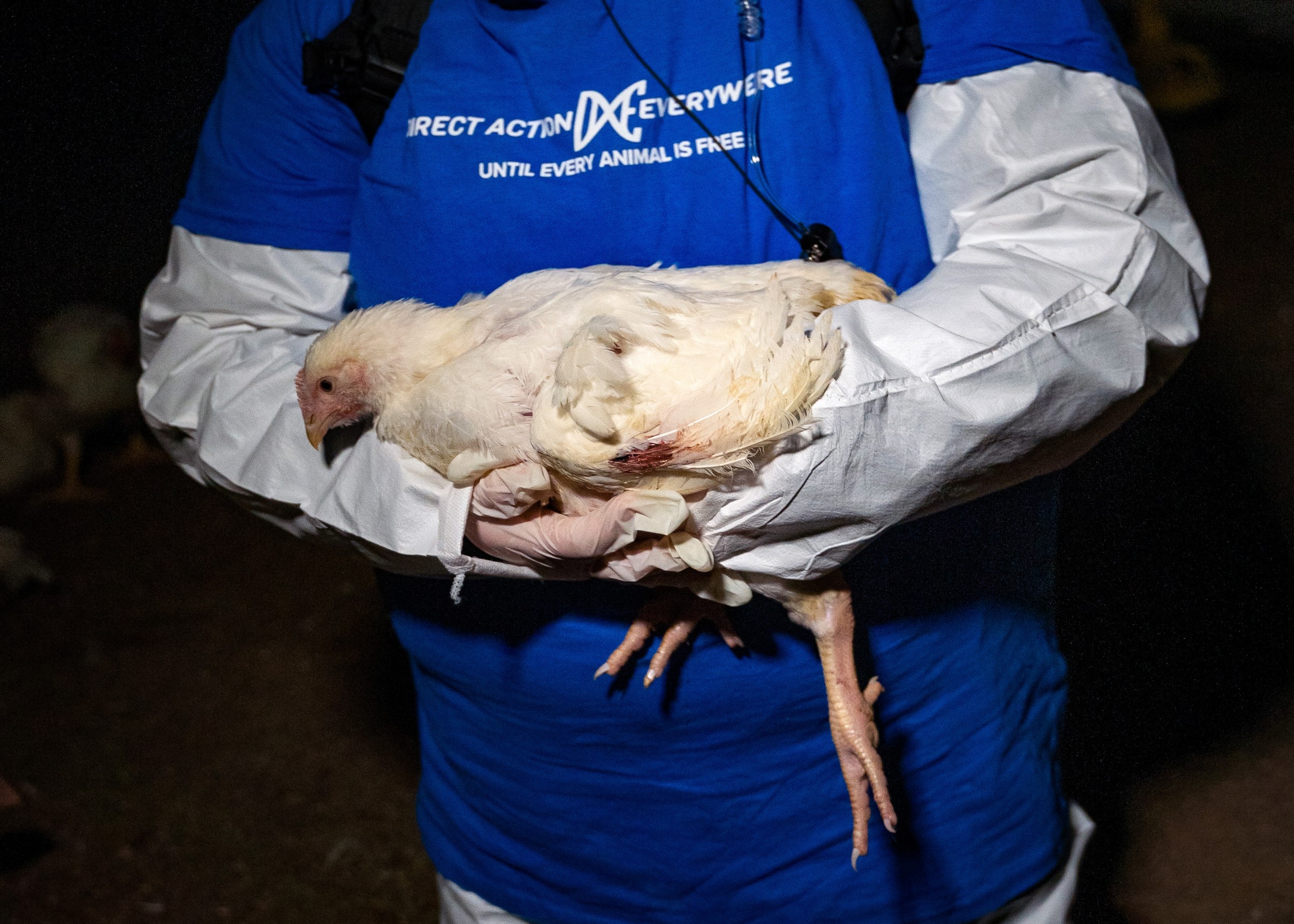 Animal Cruelty at Perdue Chicken Slaughterhouse, Activists Allege