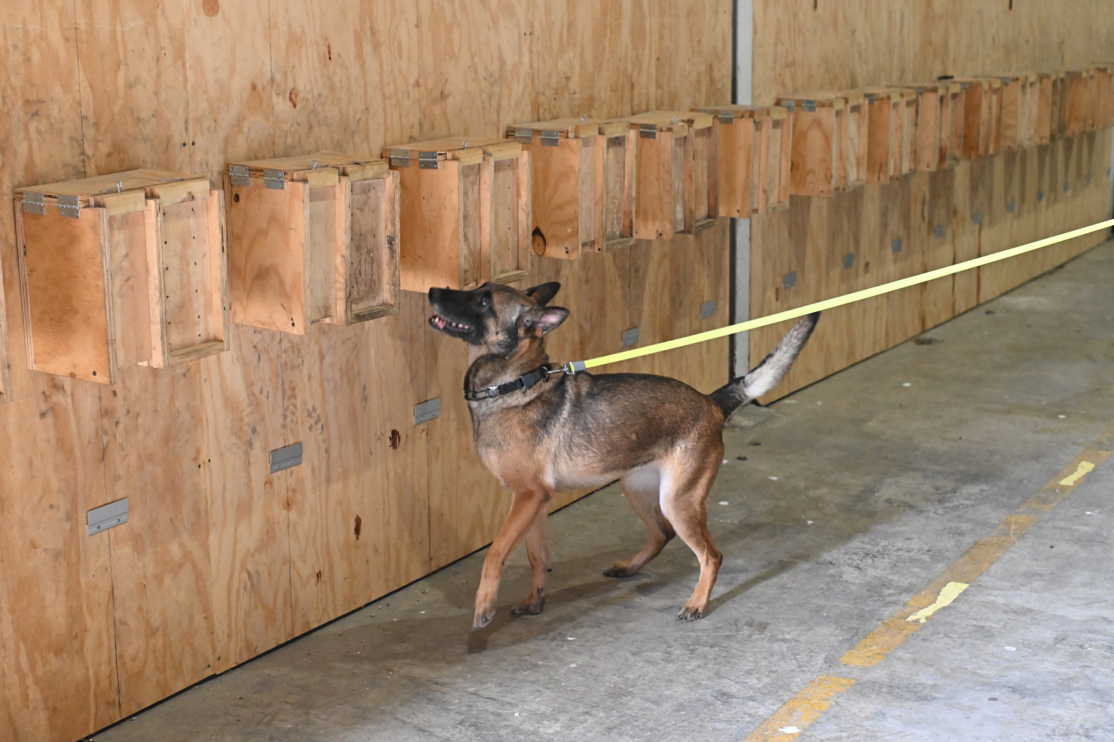 Drug-Sniffing Police Dogs Are Intercepting Abortion Pills in the Mail