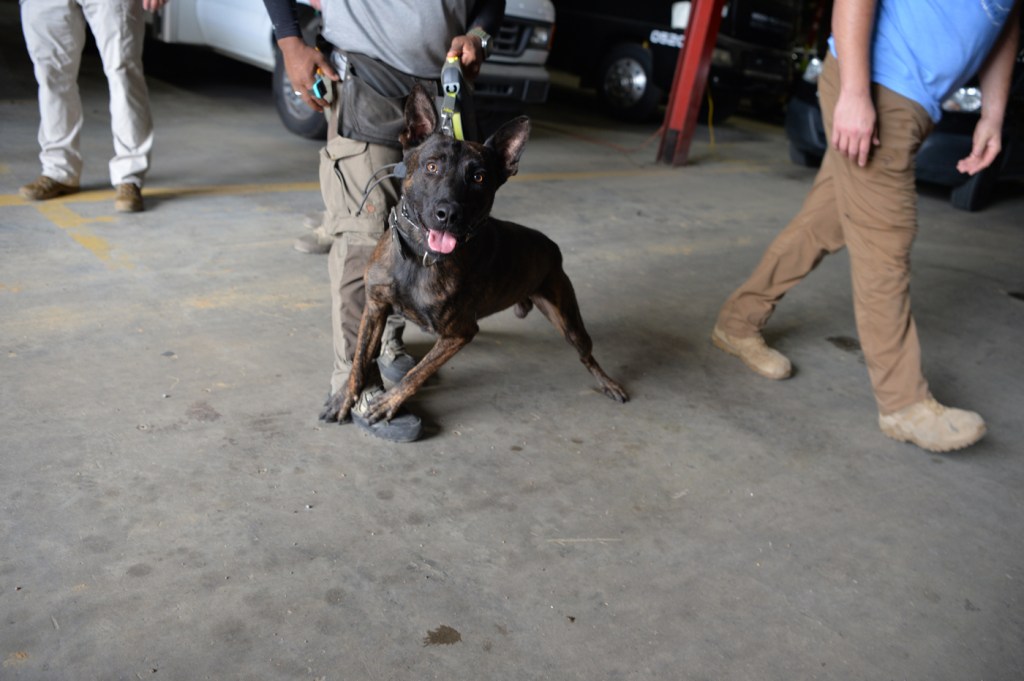 Drug-Sniffing Police Dogs Are Intercepting Abortion Pills in the Mail